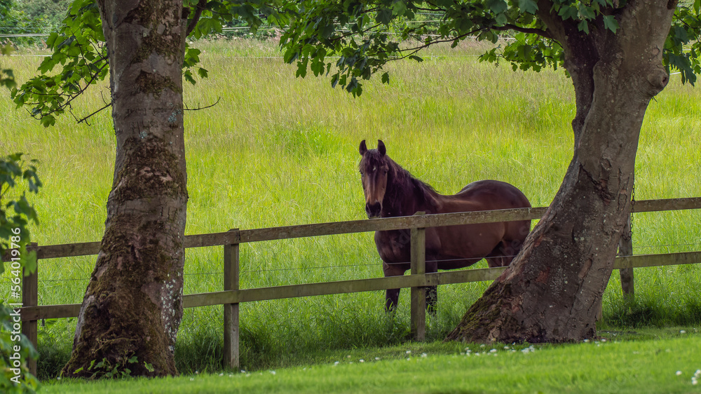 One horse in a green field near a hedge and two trees. Brown horse near ...