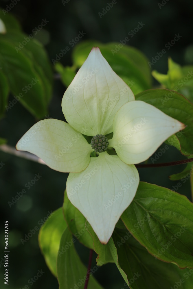 Cornus kousa - kousa - kousa dogwood - Chinese dogwood - Korean dogwood ...