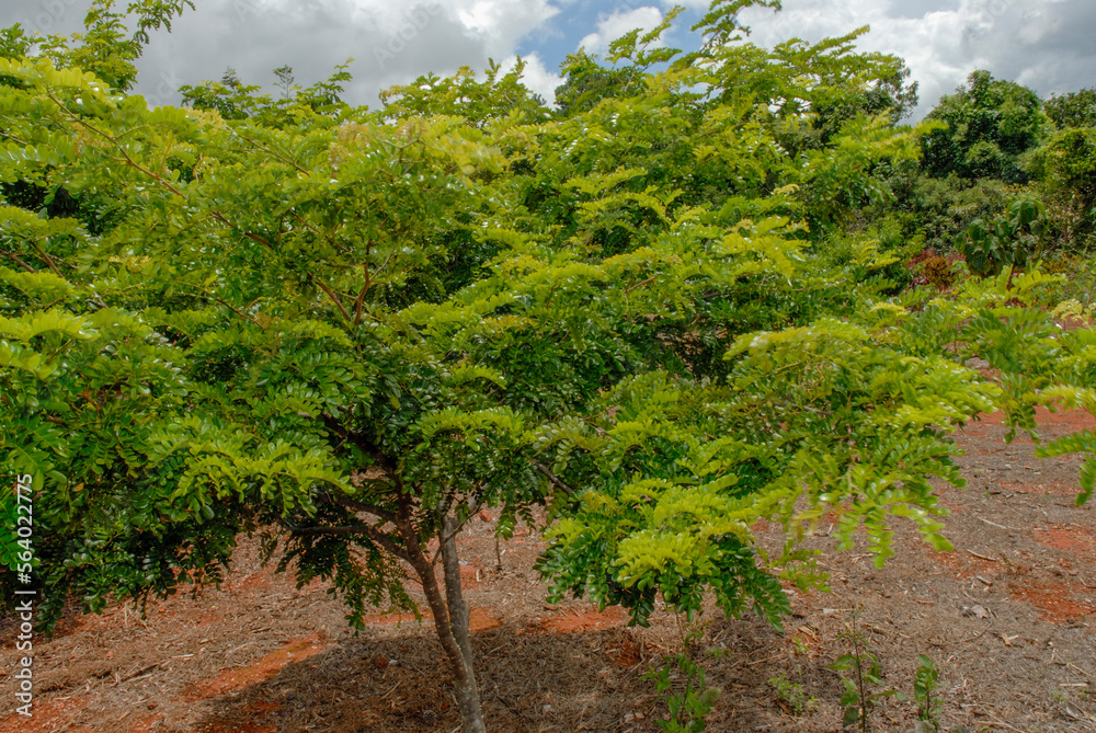 Pau-brasil tree, Caesalpina echinate, Paubrasilia echinate, it is a ...