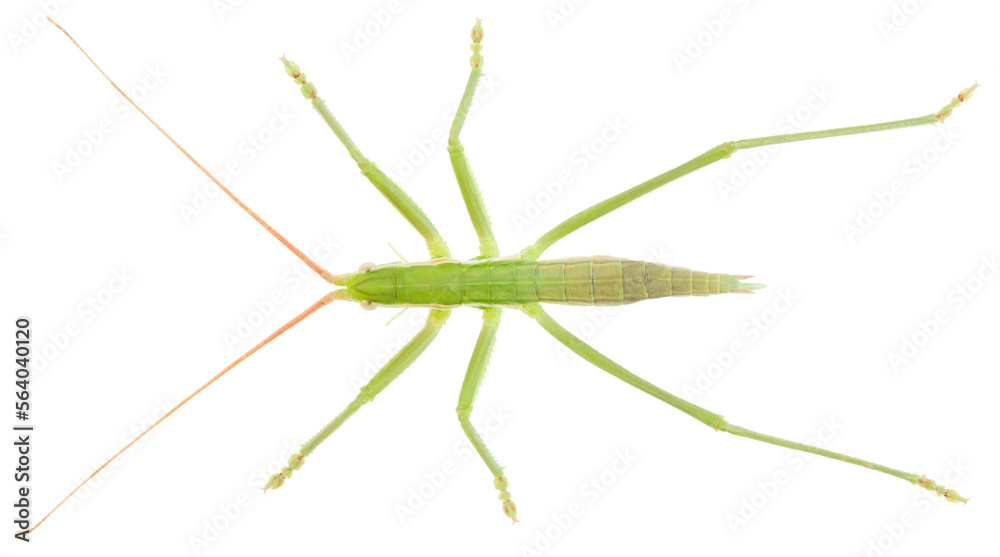 Saga pedo is a species of bush cricket (Tettigoniidae) also known as ...