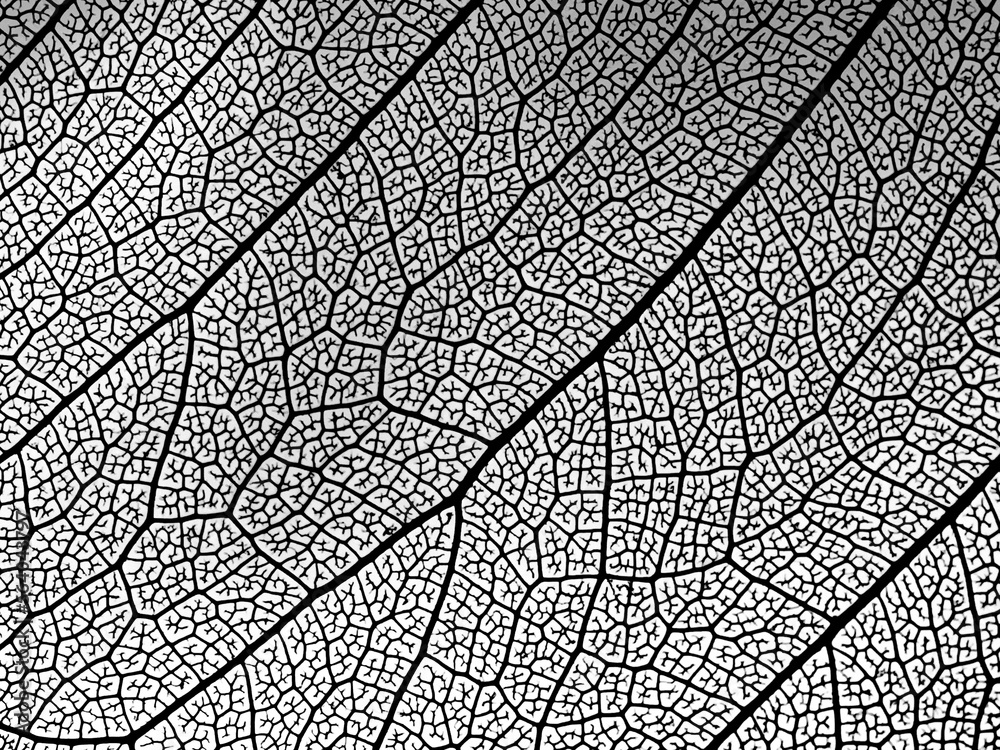 leaf texture, leaf background with veins and cells - macro photography ...