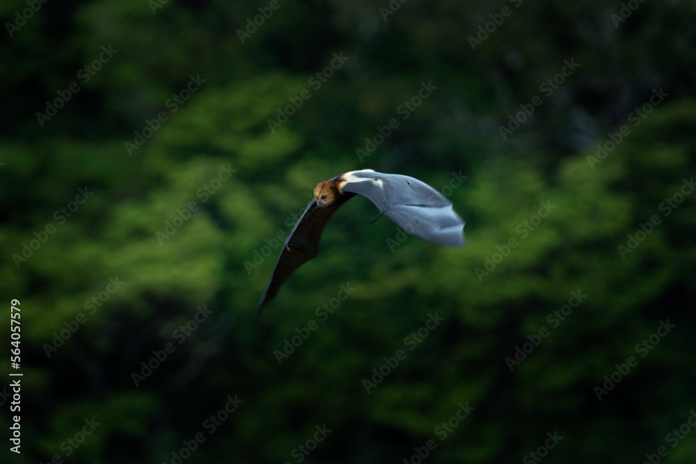 Endemic flying fox in Mauritius. Mauritian flying fox above the forest ...