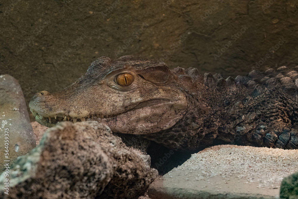dwarf caiman gets a close up side profile while in captivity Stock ...