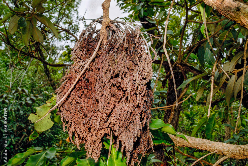 Witch's broom is a fungus that attacks the cacao tree - Ouratea ...