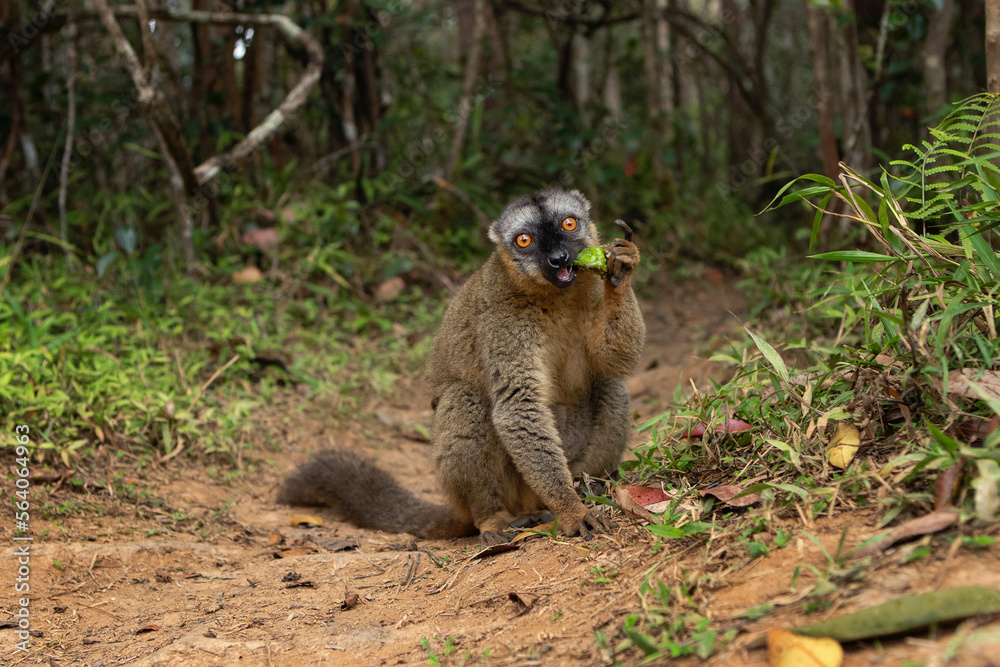 Endemic red lemur in Madagascar. rare rufus lemur in the forest. Detail ...