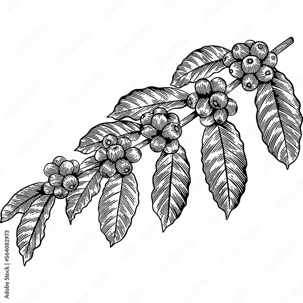 Hand drawn Coffee Plant Sketch Illustration Stock Vector | Adobe Stock