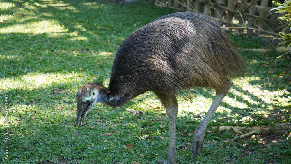 Kasuari Kelambir Ganda or Southern Cassowary, is a big bird from Papua ...