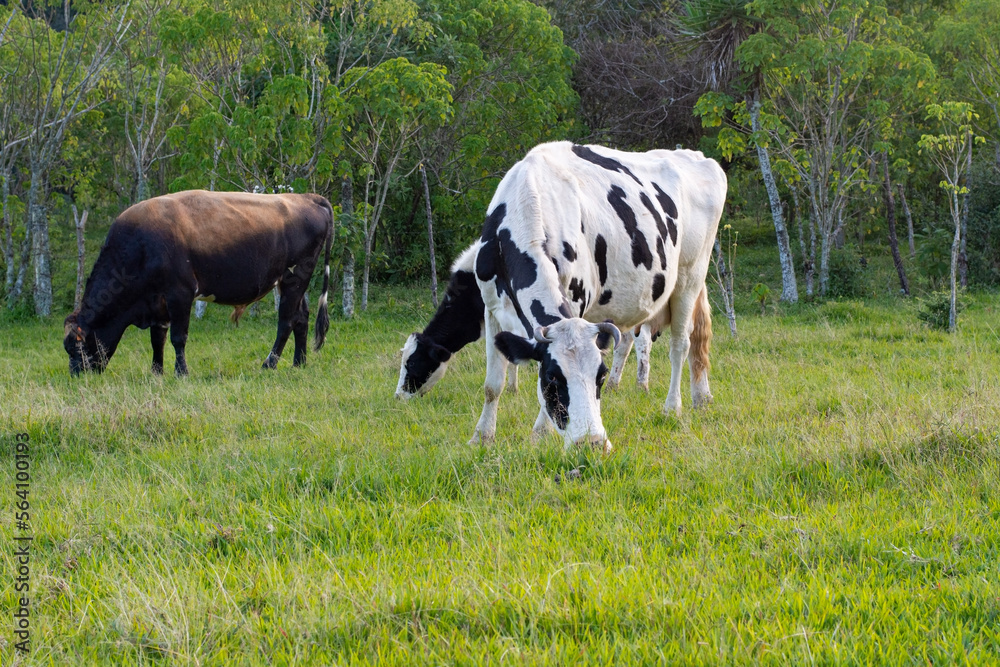 Vacas comiendo pasto con un toro en el fondo Stock Photo | Adobe Stock
