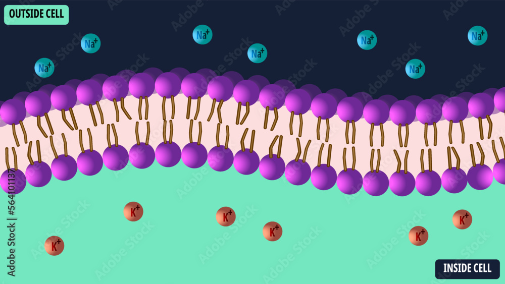 Membrane Cell with Electrolyte - Natrium, Kalium, and Phospholipid ...