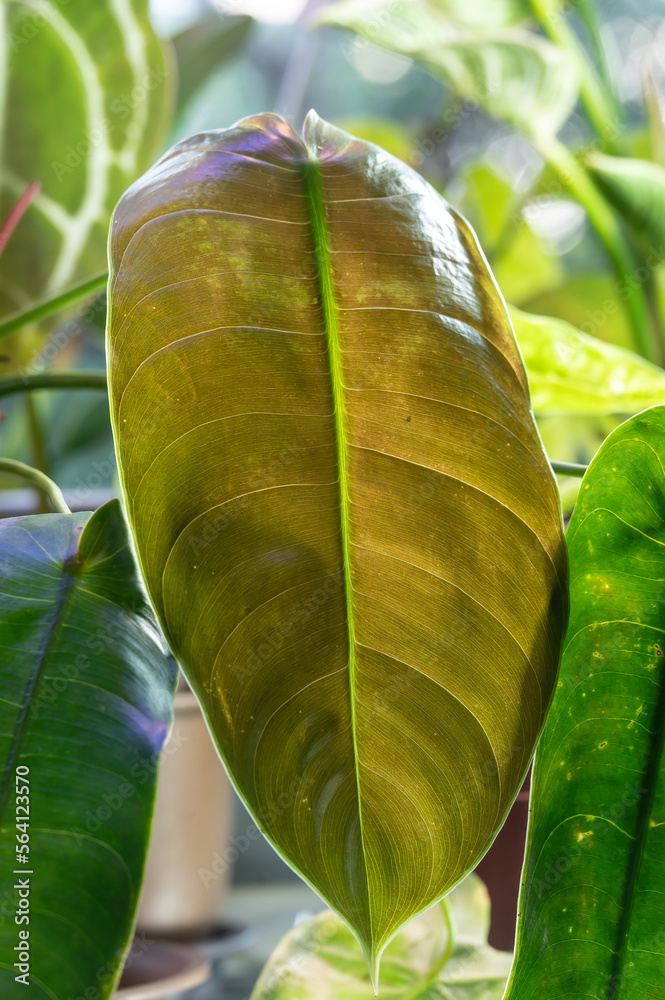 Philodendron sharoniae, a rare tropical plant in the aroid family. As ...