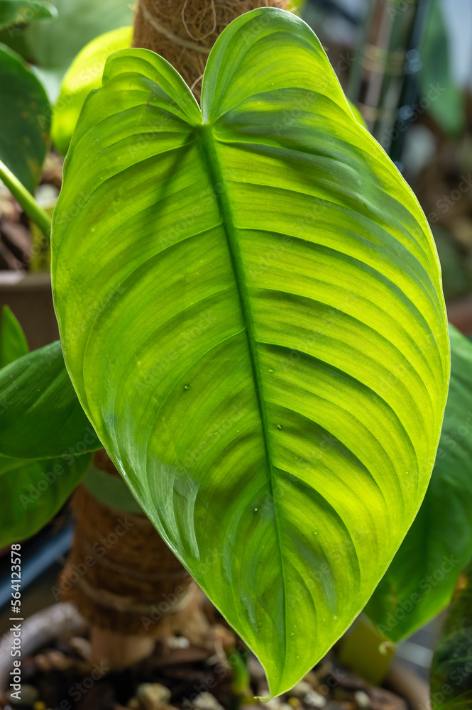 Philodendron tenue leaf seen lit from behind, showing the ribbing in ...