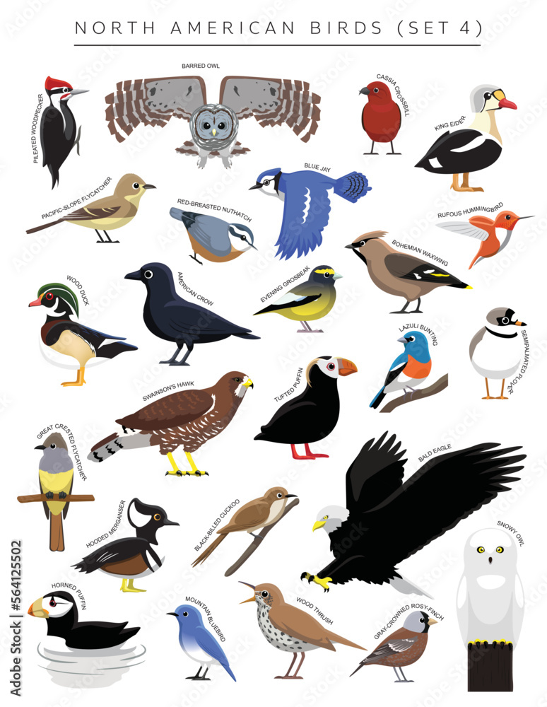 North American Birds Set Cartoon Vector Character 4 Stock Vector ...