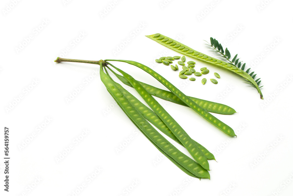 Leucaena leucocephala isolated on white background.Legumes,Acacia Stock ...