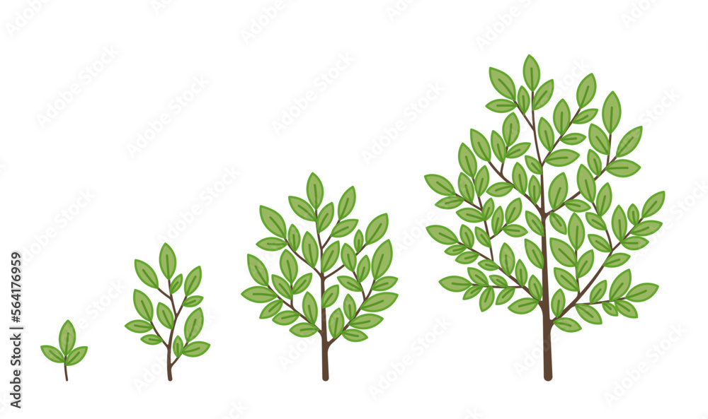 Tree growth stages. Ripening period infographic progression. Tree life ...
