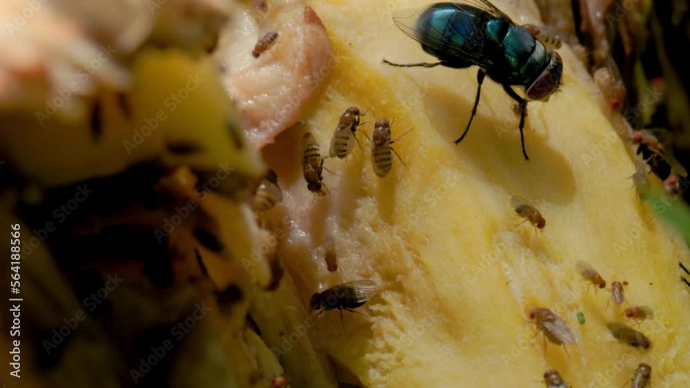 A group of common green bottle fly (Lucilia sericata) and common fruit ...