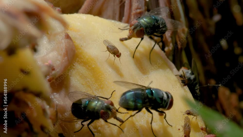 A group of common green bottle fly (Lucilia sericata) and common fruit ...