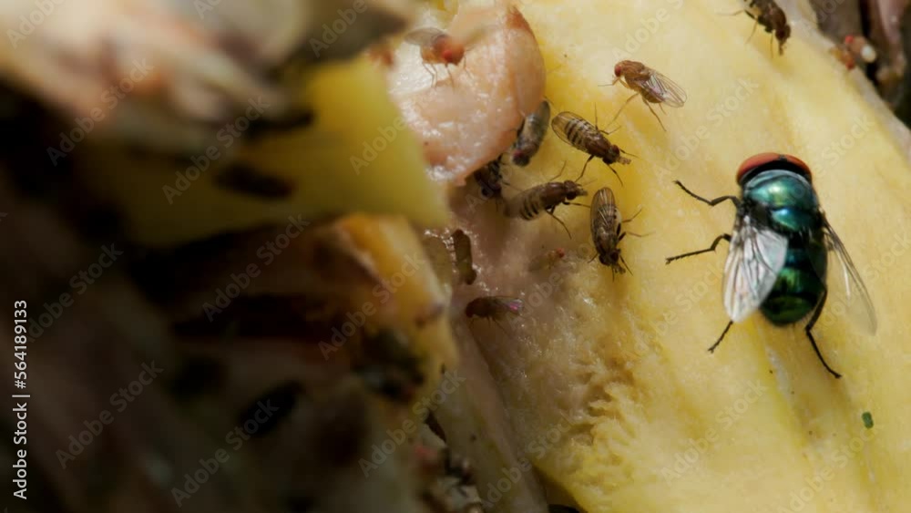 A group of common green bottle fly (Lucilia sericata) and common fruit ...