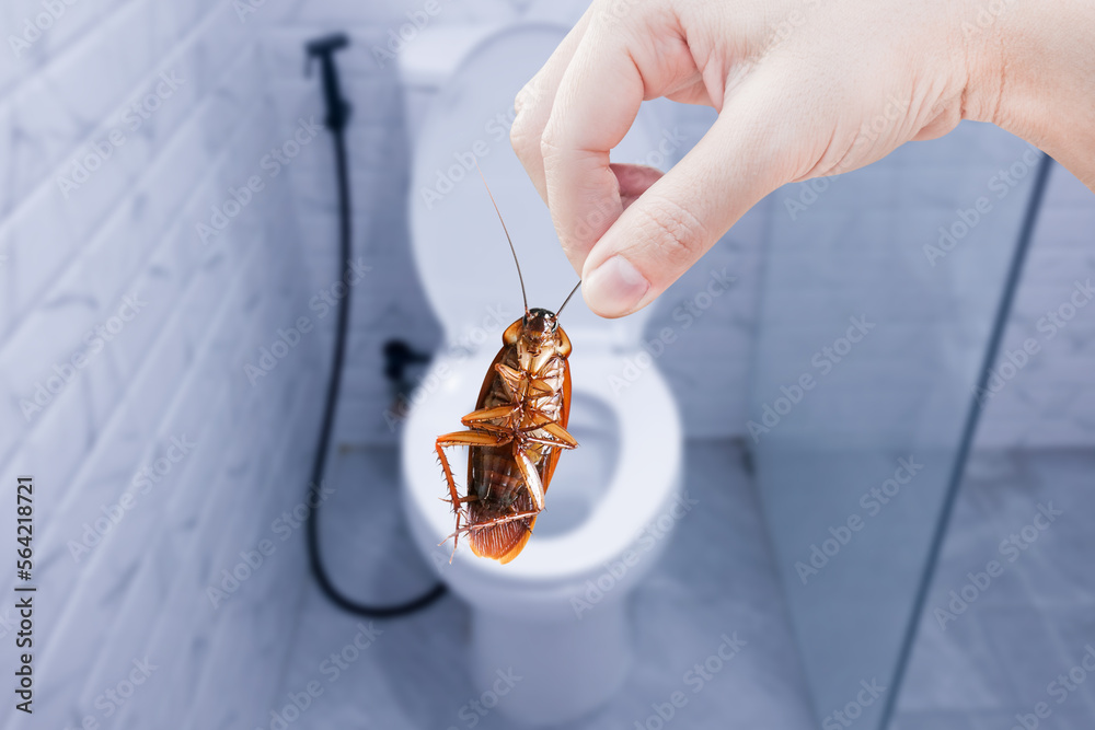 Hand holding brown cockroach on public toilet background, eliminate ...