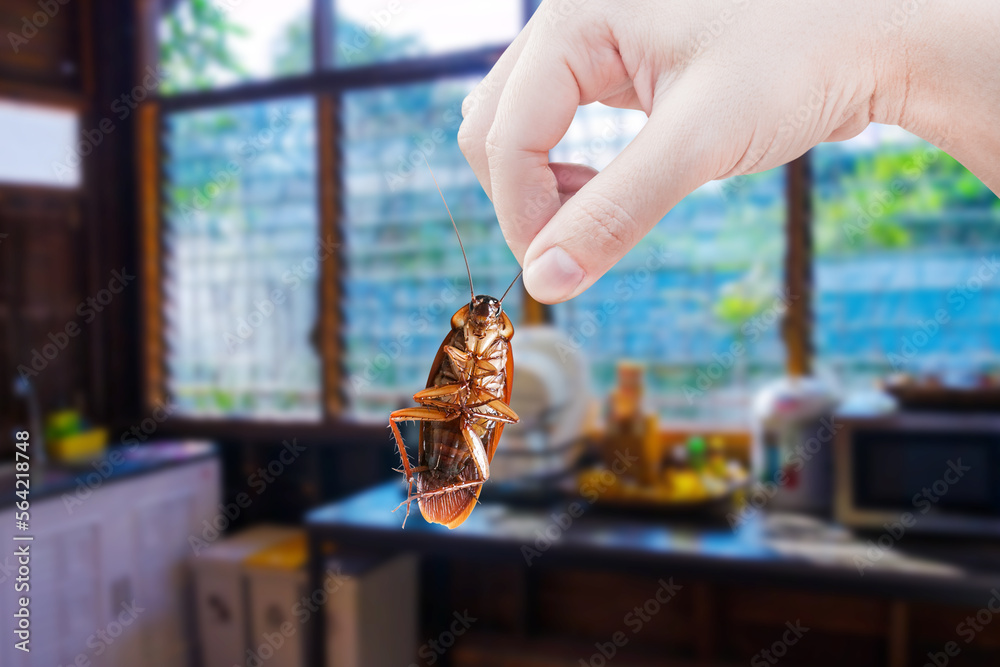 Hand holding cockroach with a kitchen background, eliminate cockroach ...