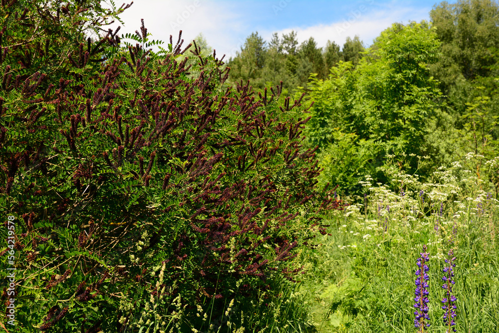 Amorpha fruticosa is a species of flowering plant in the legume family ...