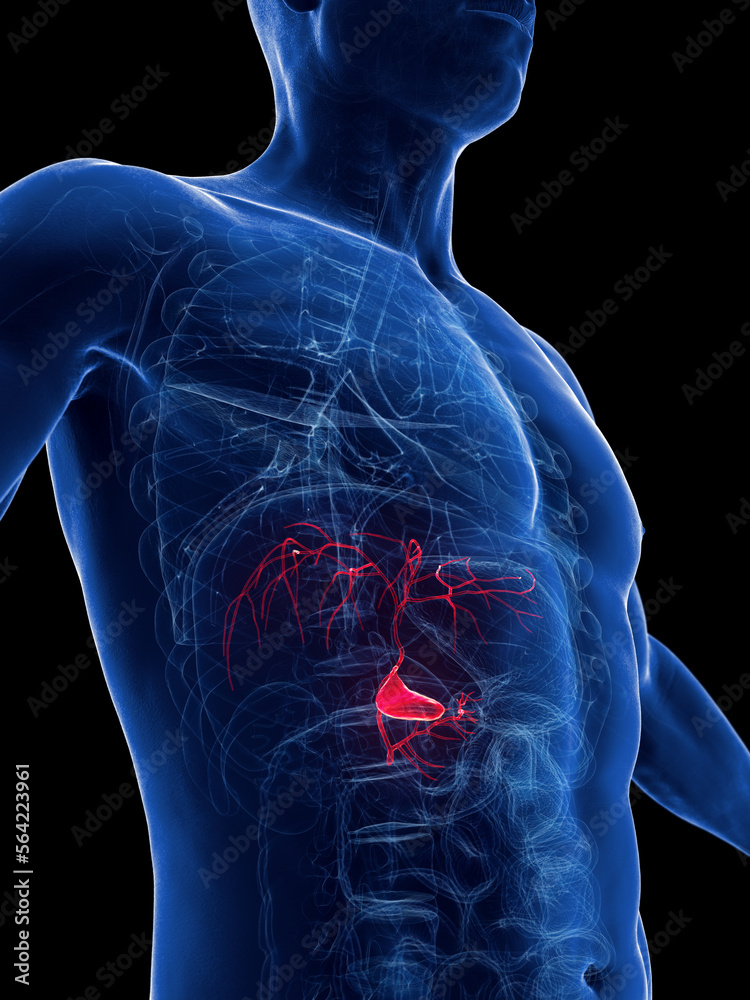3D Rendered Medical Illustration of a man's gallbladder Stock ...
