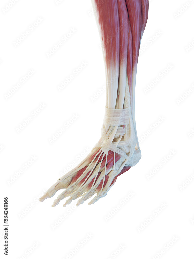 3D Rendered Medical Illustration of the muscles of the foot Stock ...