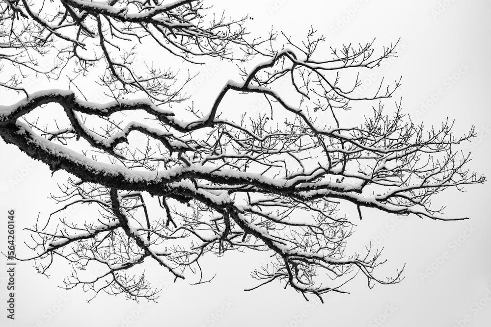 Branches of an old oak tree (quercus) covered with frozen snow on a ...