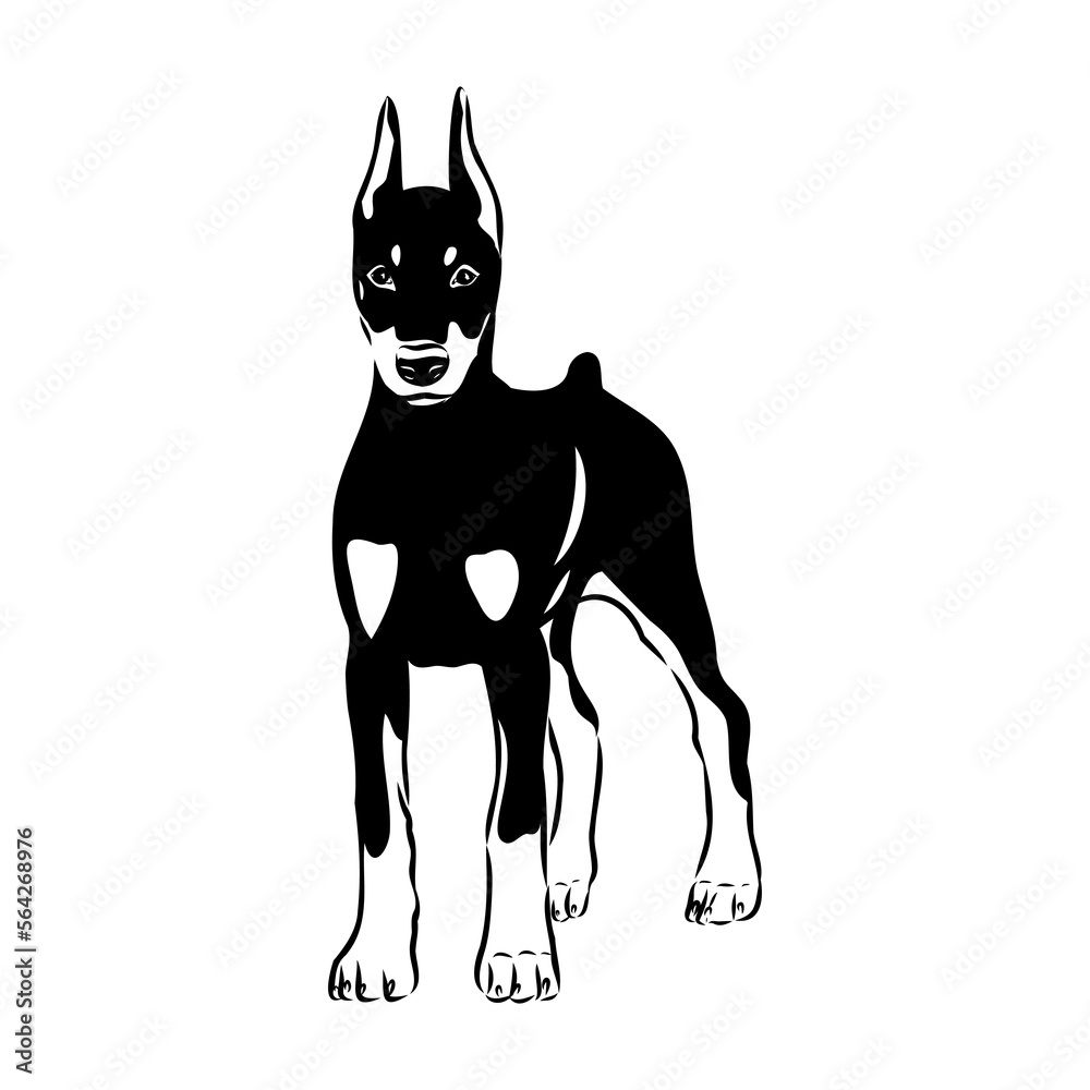 Doberman, dog, black and white vector illustration. Portrait. The head ...