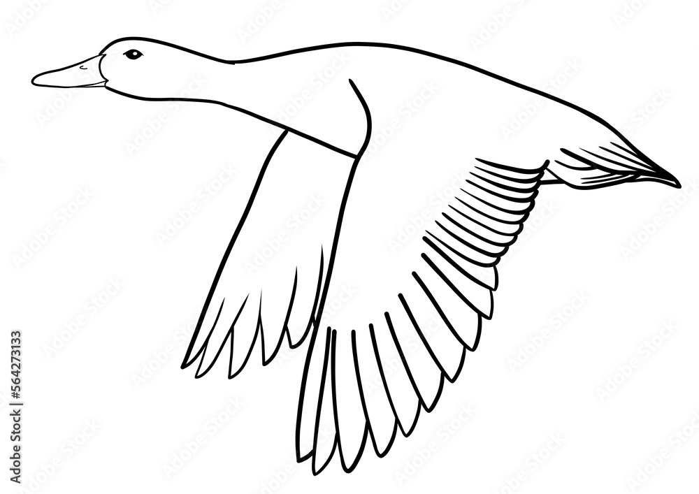 Flying duck outline illustration Stock Illustration | Adobe Stock