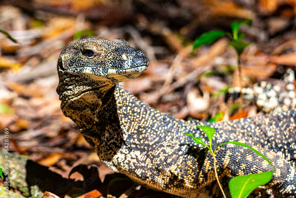 Lace monitor (monitor lizard, goanna) basking in the sun met in the ...