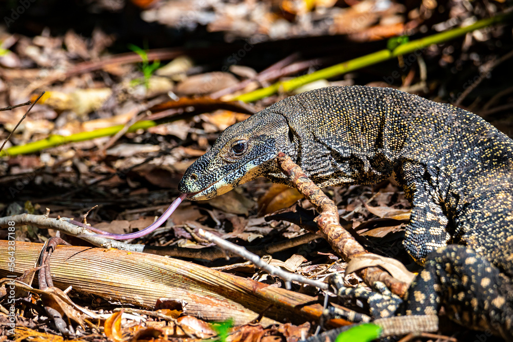 Lace monitor (monitor lizard, goanna) basking in the sun met in the Daintree Rainforest in ...