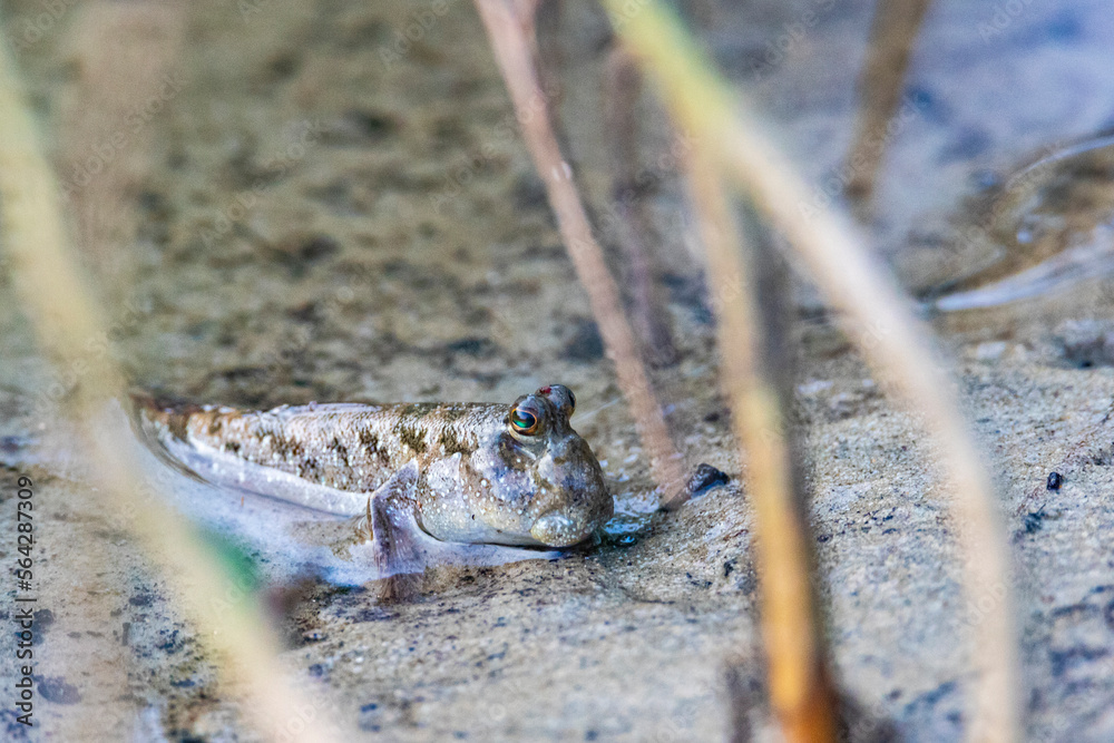 Close-up on a beautiful mudskipper (oxudercinae) in daintree rainforest ...