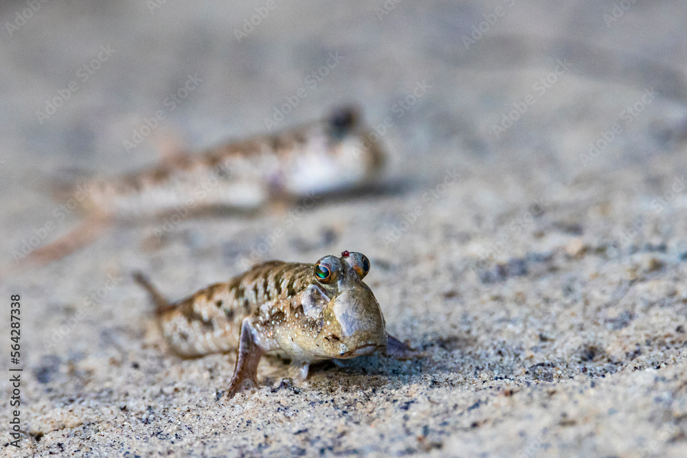 Fototapeta Close-up on a beautiful mudskipper (oxudercinae) in daintree ...
