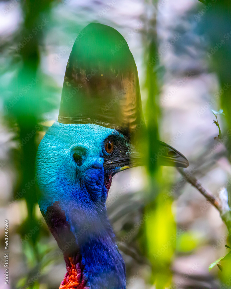 mighty southern cassowary seen up close in daintree rainforest national ...