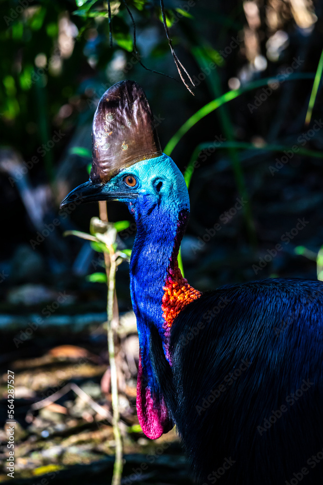 mighty southern cassowary seen up close in daintree rainforest national ...