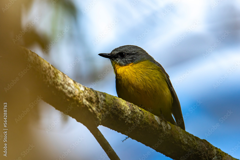eastern yellow robin spotted in atherton tablelands rainforest in ...