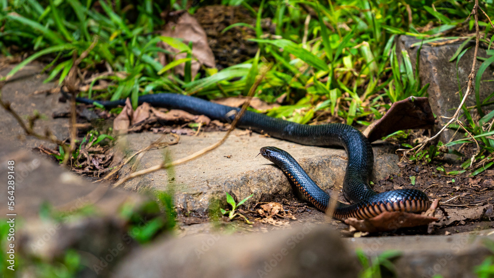 Red-bellied black snake spotted in atherton tablelands near nandroya ...