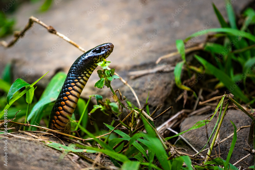 Red-bellied black snake spotted in atherton tablelands near nandroya ...