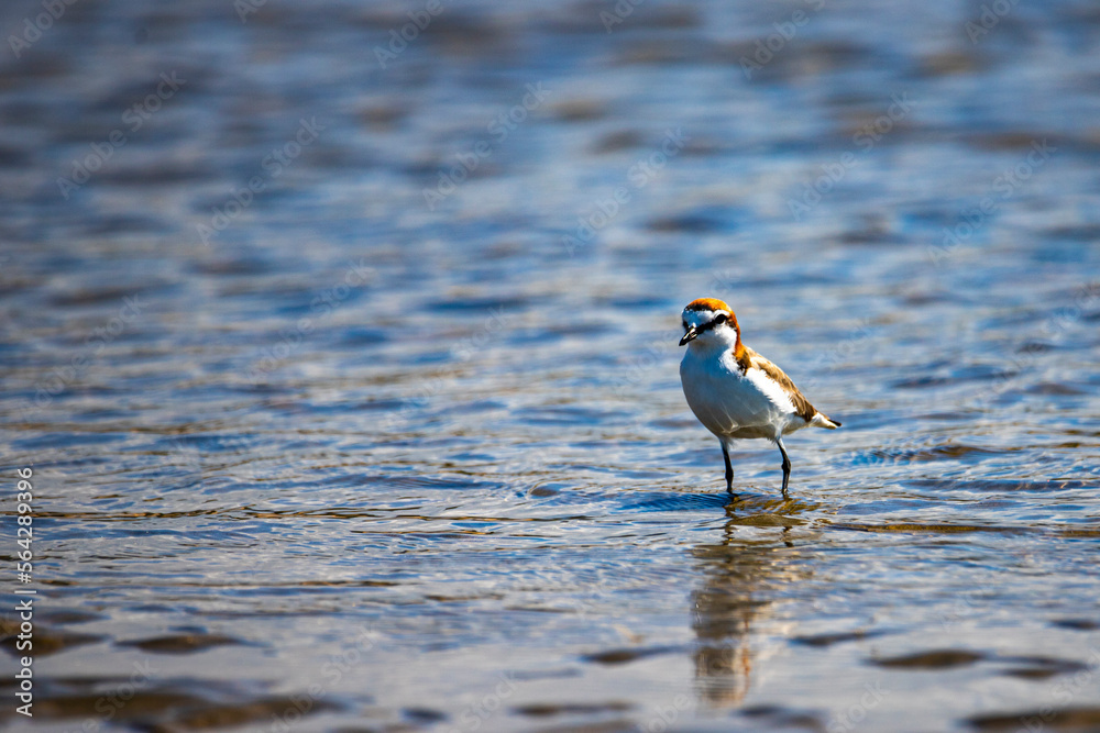 Small colorful marine bird red-capped plover resting sitting on the ...