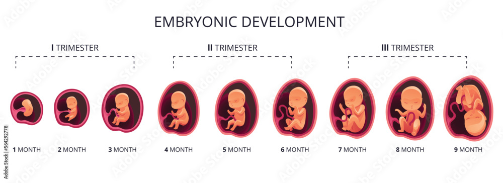 Embryo month stage growth, fetal development vector flat infographic ...