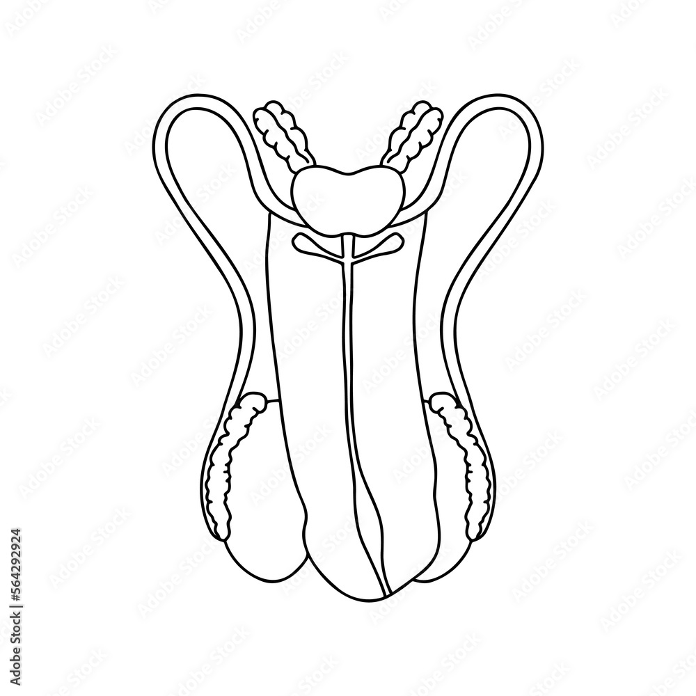 Male Reproductive System Cross Section Illustration Of Human Anatomy