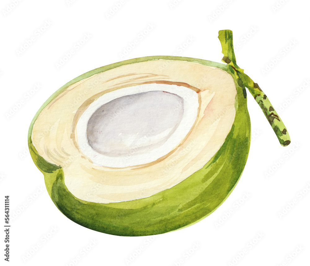 Watercolor hand drawn green coconut botanical illustration isolated on ...