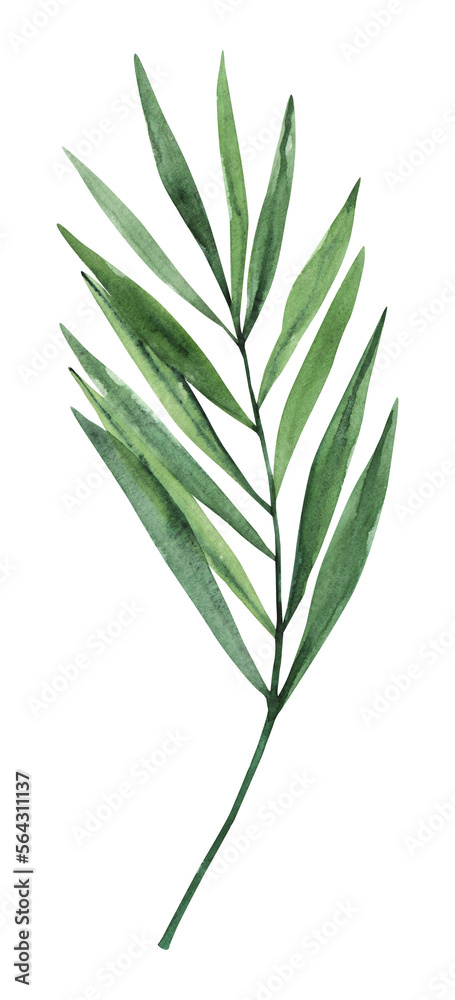 Watercolor hand drawn rainforest tropical palm leaf botanical ...