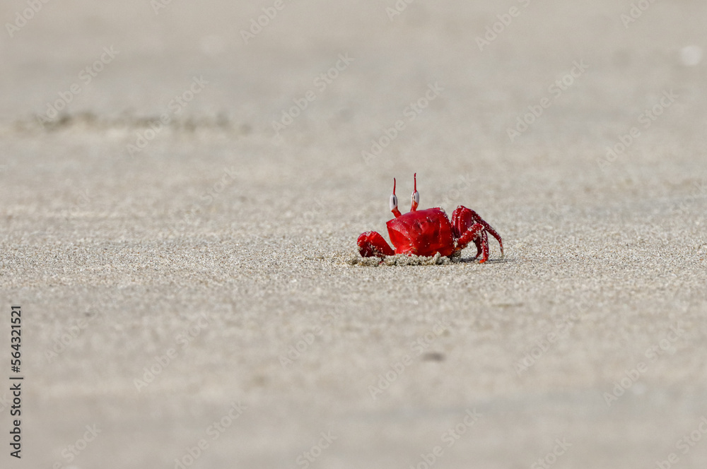 Red crab on the beach. this photo was taken from Cox's Bazar ...