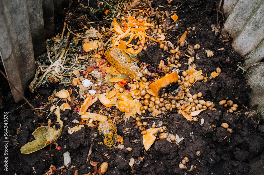 Rotten, discarded vegetables, fruits lie on the ground in a garbage pit ...