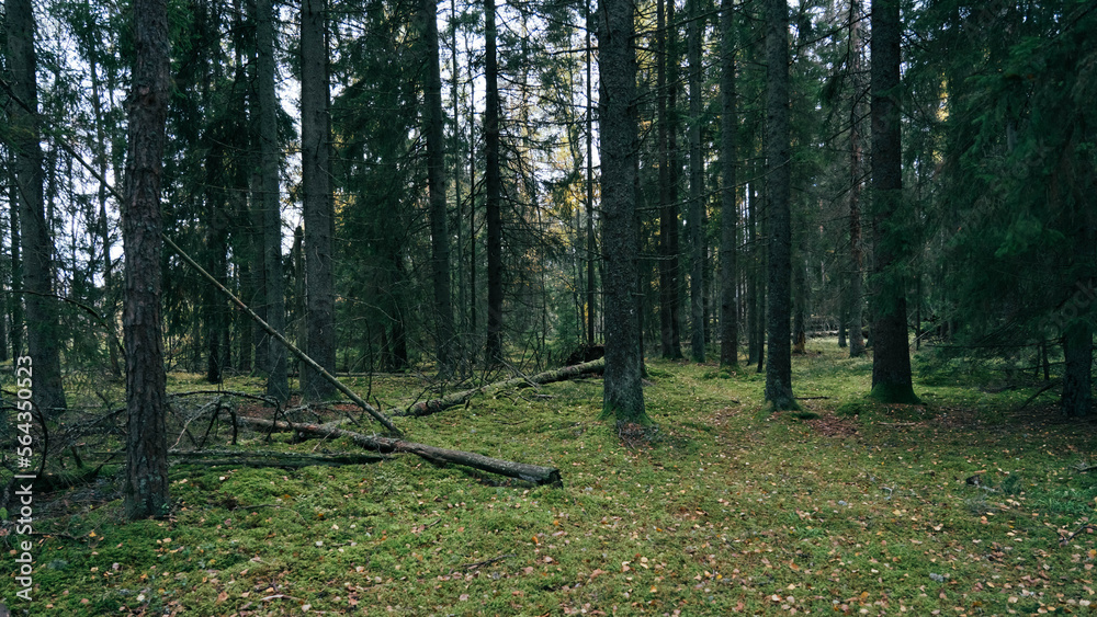Dead trees fallen to the ground. Rotting logs cut. Deforestation and ...