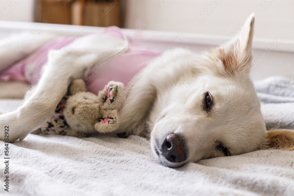 Adorable dog portrait in special suit bandage recovering after spaying ...