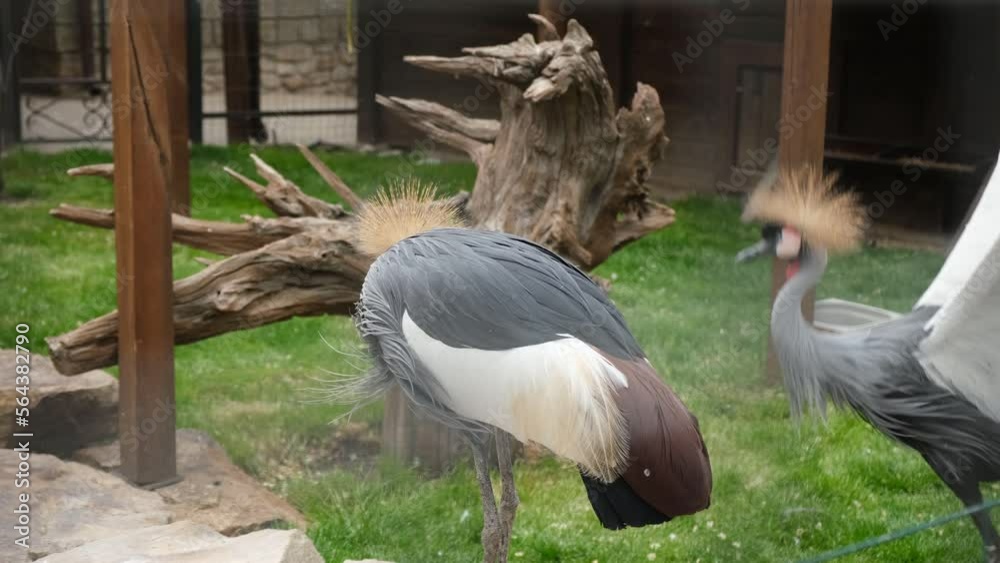 Crowned crane in the zoo close-up. Unique rare birds pose for the ...