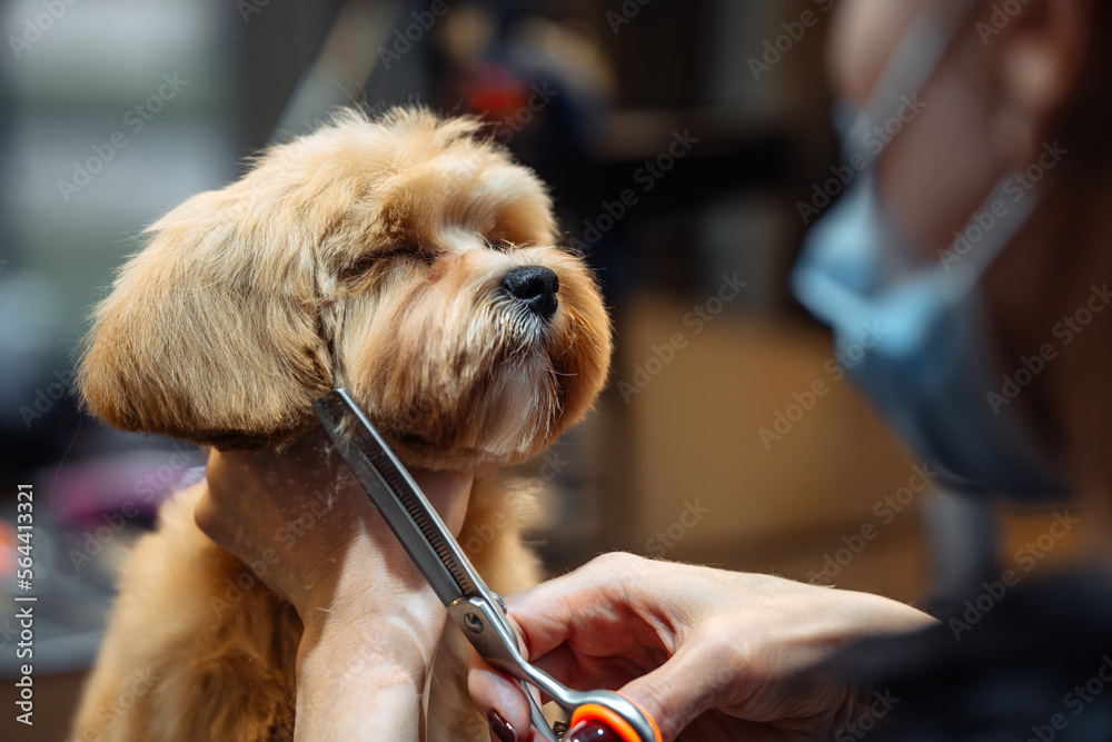 Professional haircut of the dog's head. The master cuts wool with ...