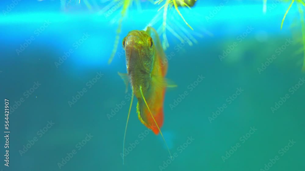 Dwarf Gourami fish, Trichogaster lalius, male specimen with red orange ...
